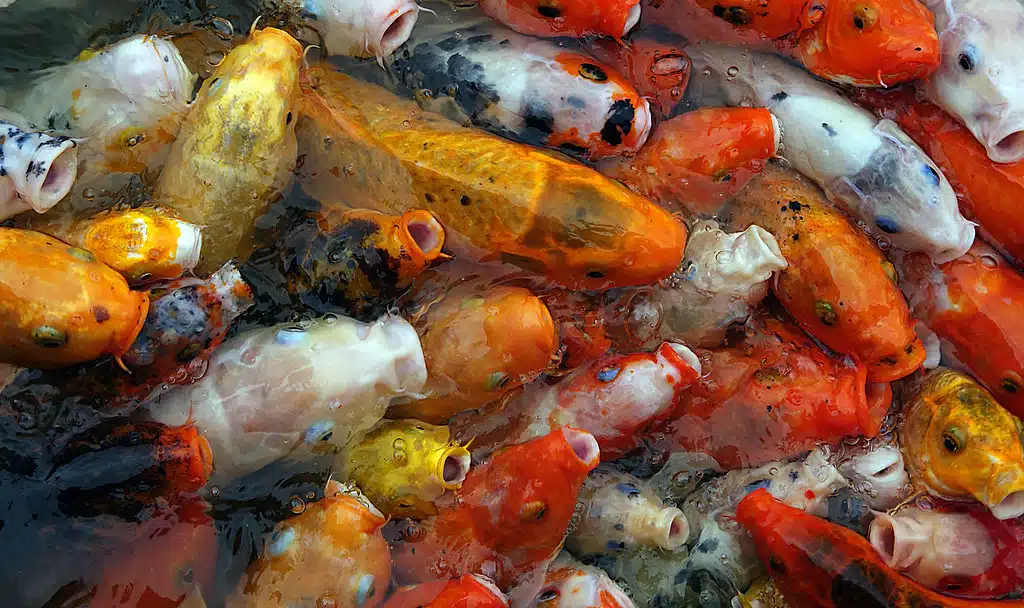 What is koi love in Japanese? - Japan Nihon