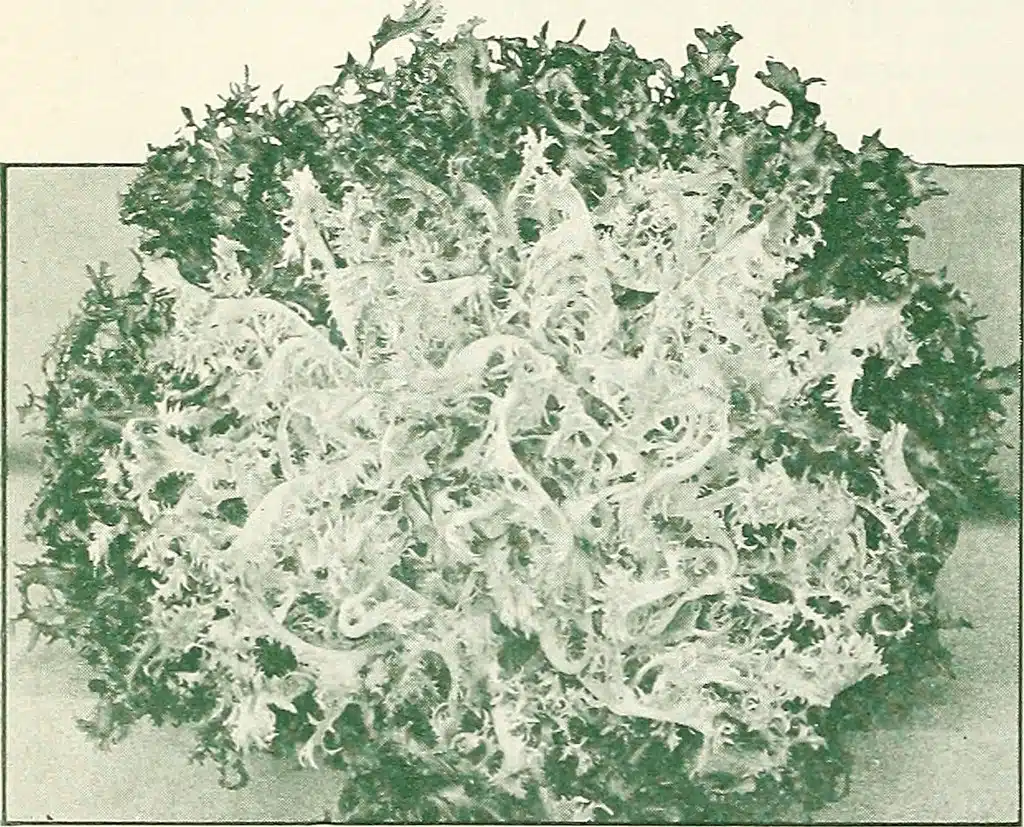 Do the Japanese bleach their skin? - Japan Nihon