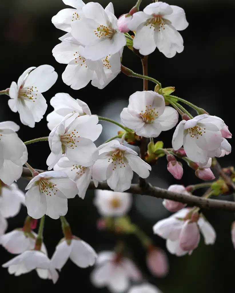 What is angel name in Japanese? - Japan Nihon