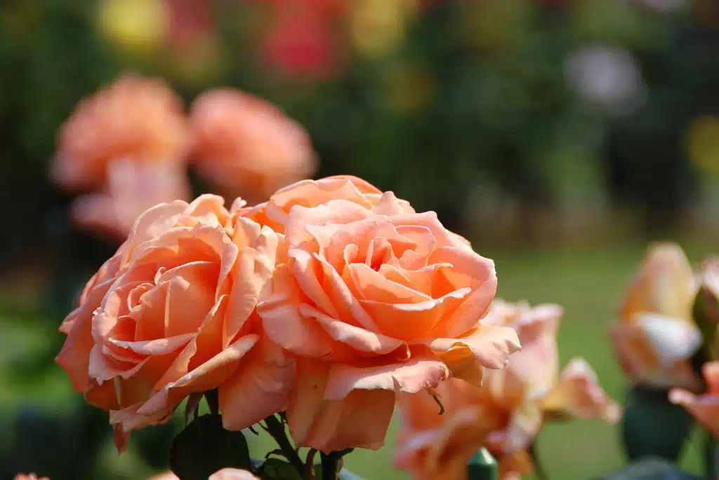 What is rose in Japan? - Japan Nihon