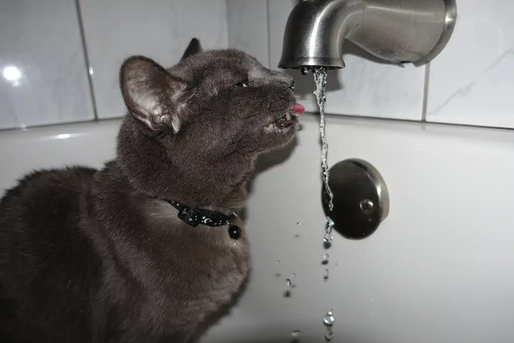 Do Japanese drink from tap? - Japan Nihon