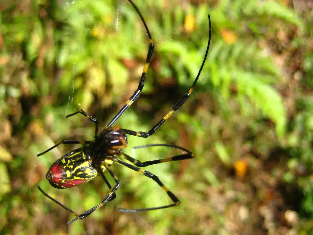 Does Japan have poisonous spiders? - Japan Nihon