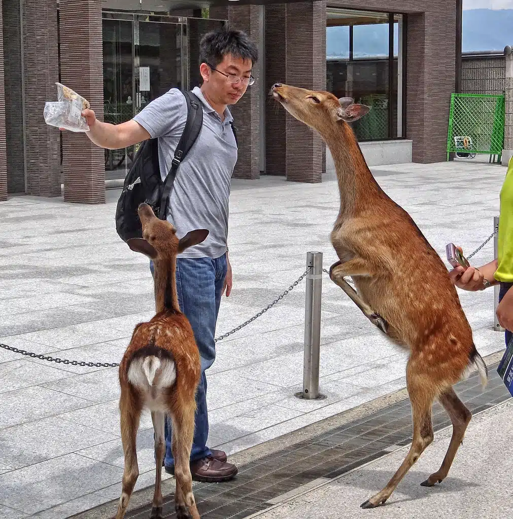 How do Japanese people kiss? - Japan Nihon