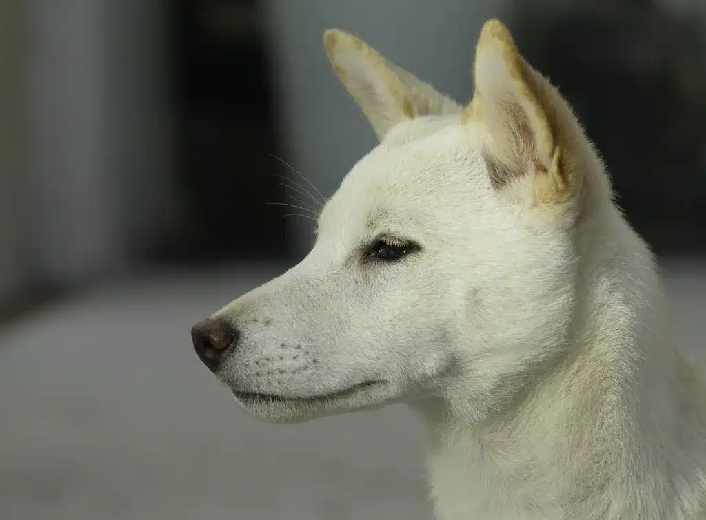 What does Akira mean in Japanese? - Japan Nihon