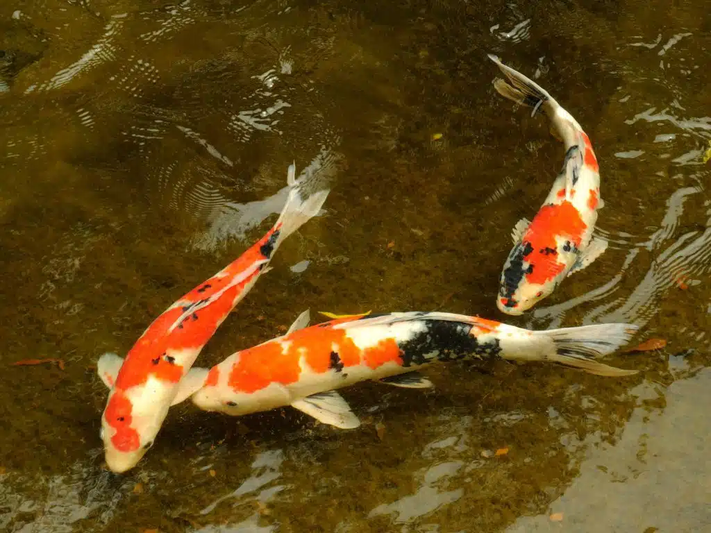 What is koi in Japanese? - Japan Nihon