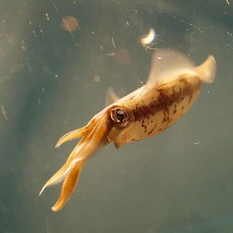 What Lives in the Sea of Japan? - Japan Nihon