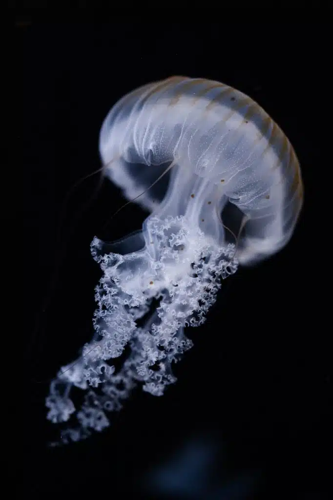 What is Japan's national sea animal? - Japan Nihon
