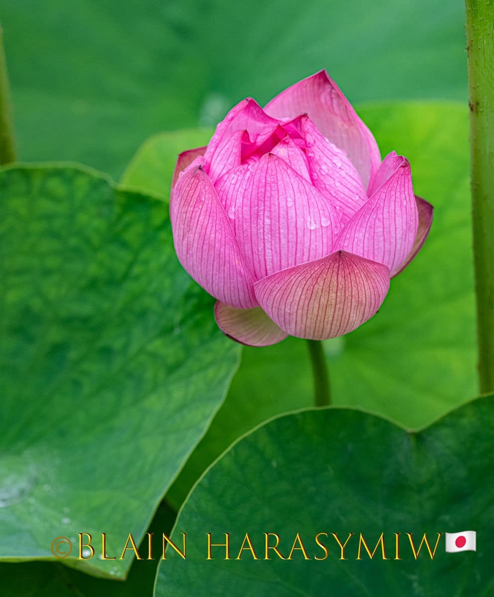 What is Lotus in Japanese name? - Japan Nihon