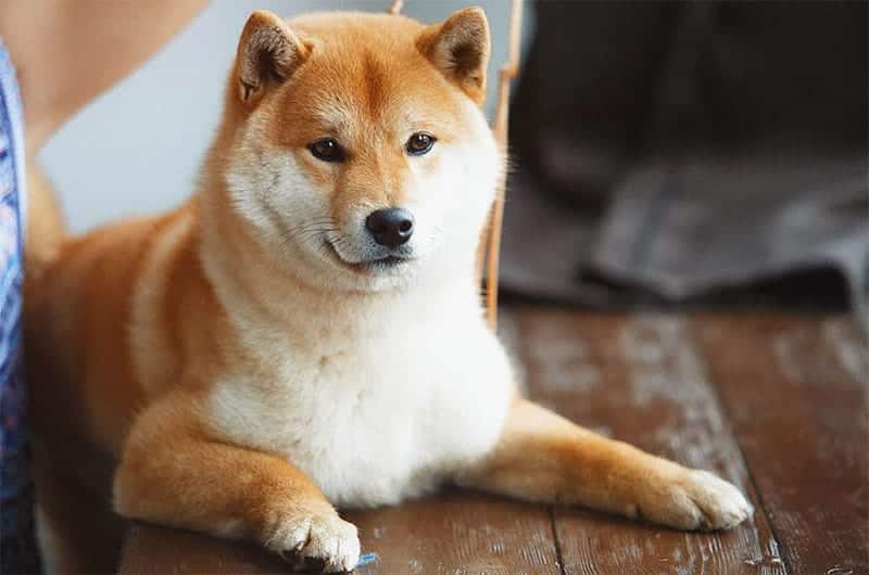 What is the Japanese favorite dog? - Japan Nihon